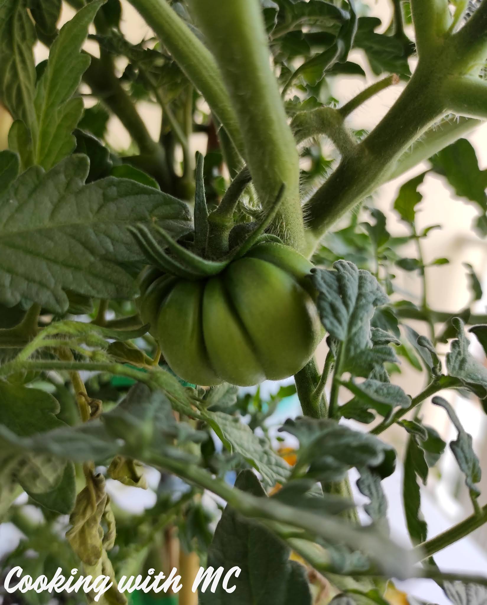 Growing our own tomatoes