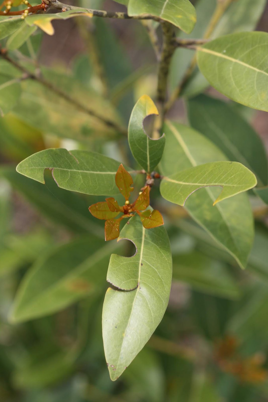 Your Leaves Should Get Chewed Up