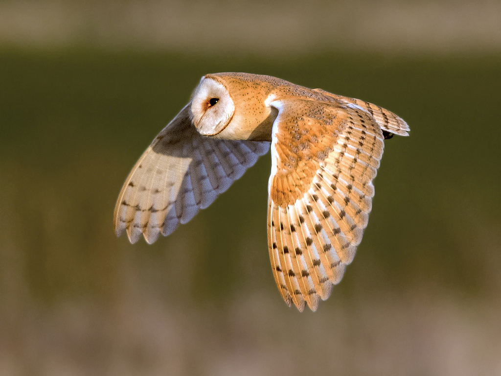 Info animales: ESPECIES DE LECHUZAS