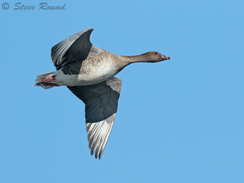 Steve Round Wildlife Photography: Pink-footed Geese