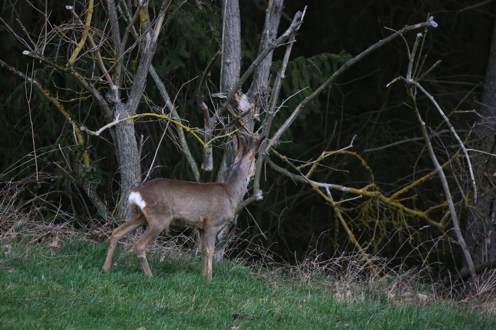 waldläufer: Rehe und Bock im Bast in Hilkerode / Roe deer and buck with ...