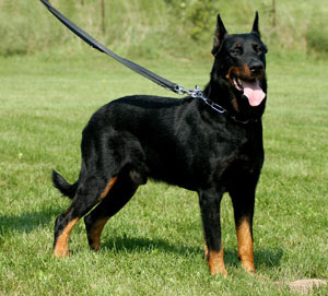 Beauceron Dog Herding Pictures | Herding Dog Breeds Pictures and ...