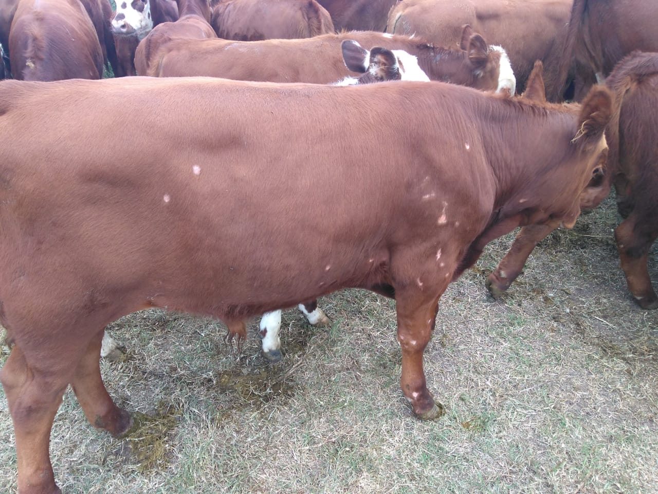 Medicina Veterinaria: Sarna demodécica (Demodex bovis) en terneros en ...
