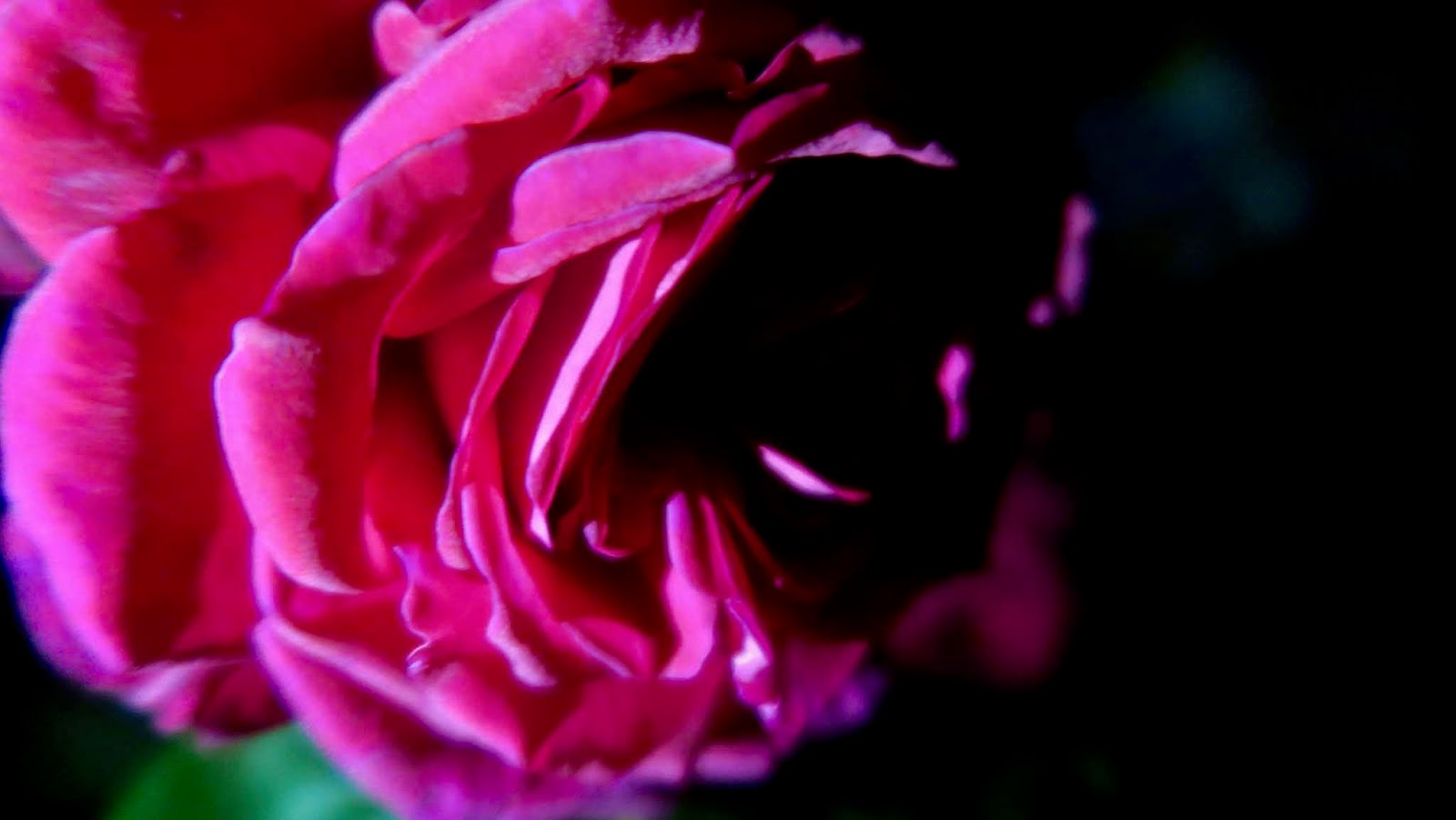 A slightly different point of view I took photos of roses