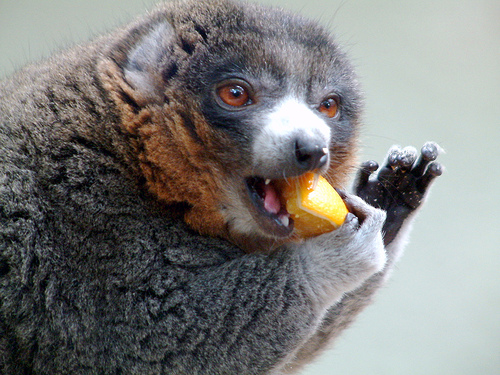 Ape Drape: Comparitive Dentition Patterns Among Primates