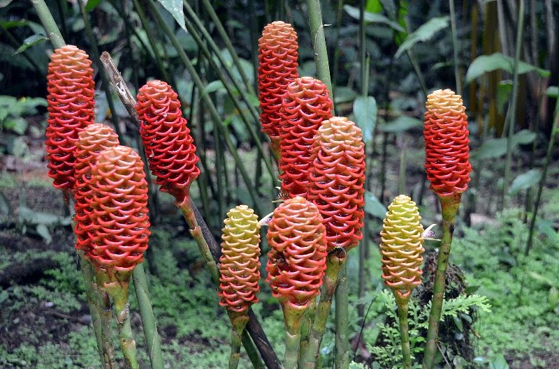 FLORACIONES EN MÁLAGA Y MÁS: Zingiber spectabile, maracas