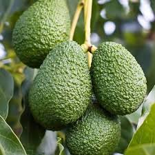 PARACHICHI, DHAHABU YA KIJANI INAYOWANUFAISHA ZAIDI YA WAKULIMA 10,000 ...