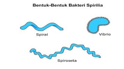 Bentuk-bentuk Sel Bakteri