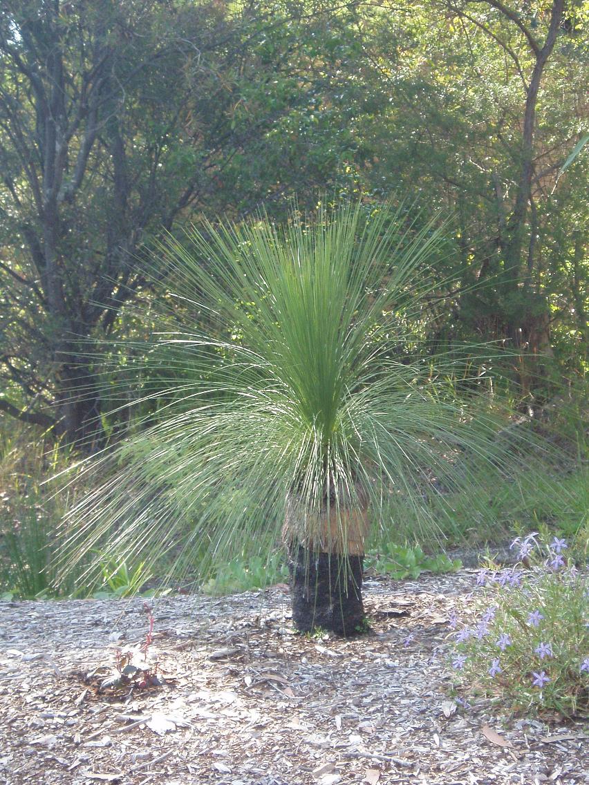 Try growing: grass trees | Growing Illawarra Natives