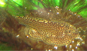 INDONESIAN FRESHWATER FISH COMMUNITY - IFFC: ASIAN LOACHES & CATFISH