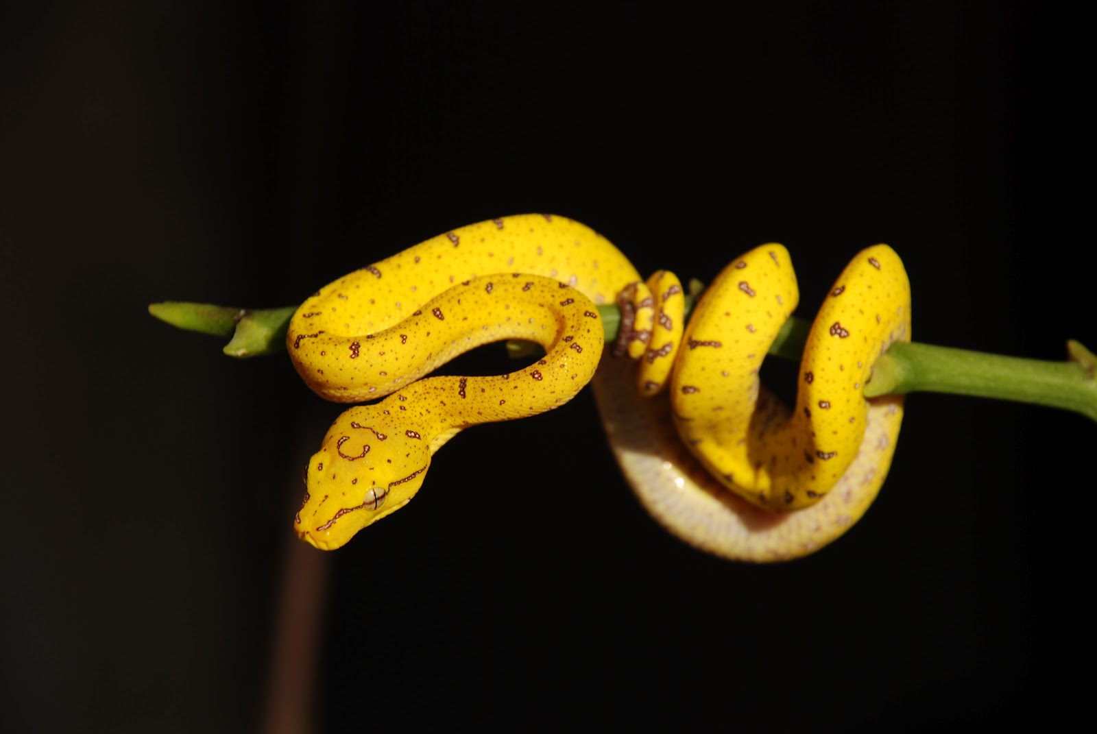 EuropeanAdder: Morelia viridis