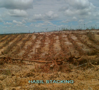 PALM OIL ATAU KELAPA SAWIT: PEMBUKAAN LAHAN BARU KELAPA SAWIT