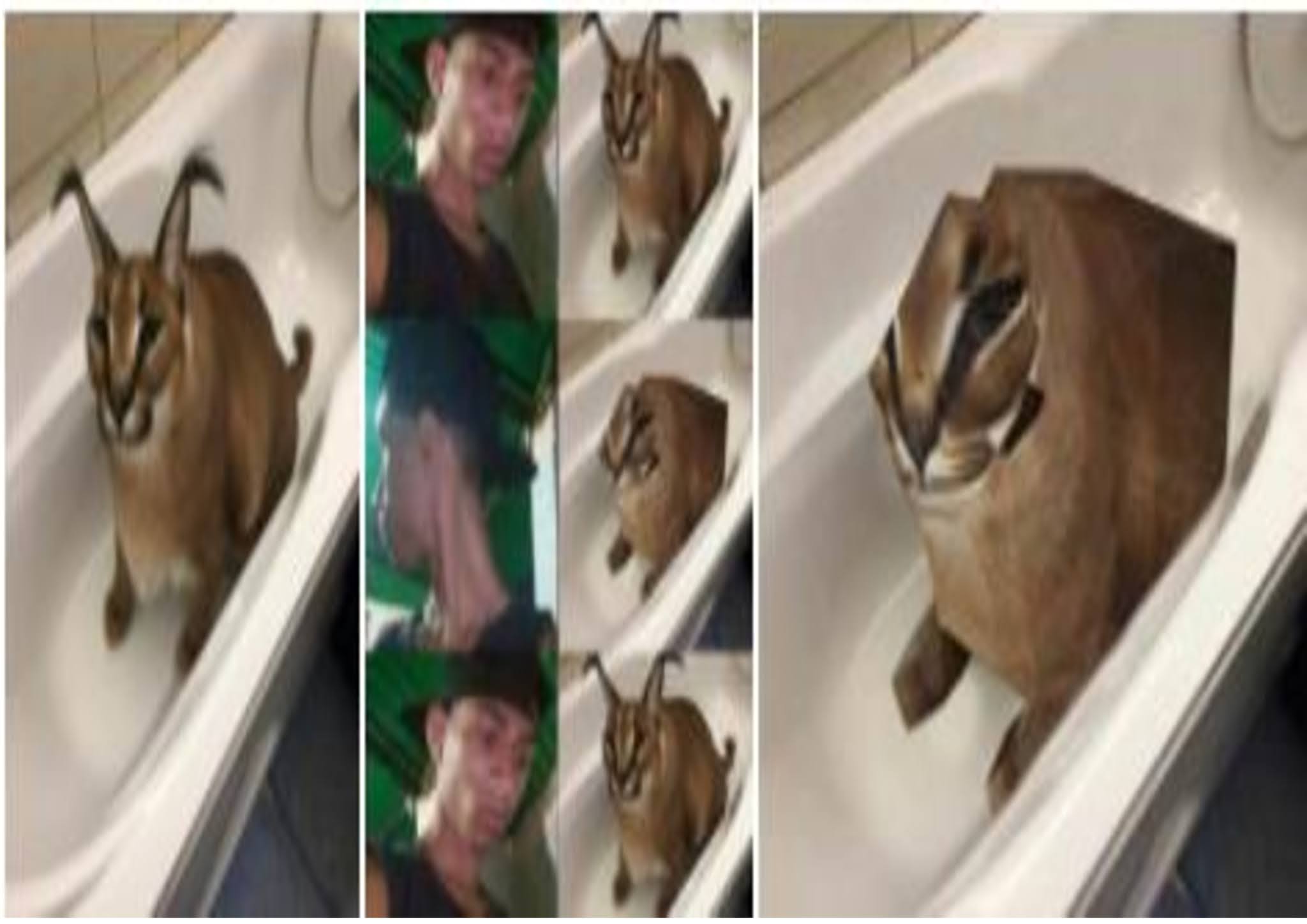 Articulo sobre floppa (caracal caracal)