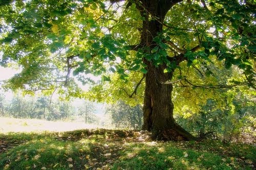 Poezie de suflet românesc: Şi dacă se întâmplă pe tine să te văz ...