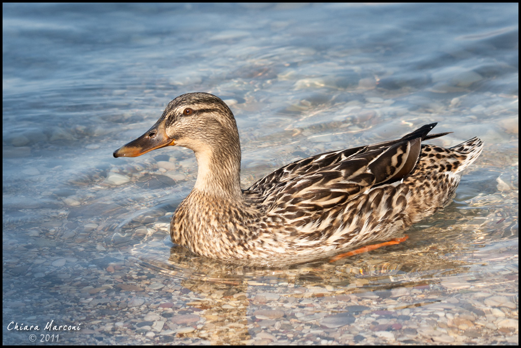 Chiara Marconi & Andrea Merla Photography: Germano reale - Anas ...