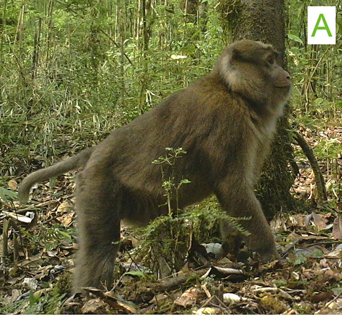 Sciency Thoughts: Macaca leucogenys, a new species of Macaque from ...