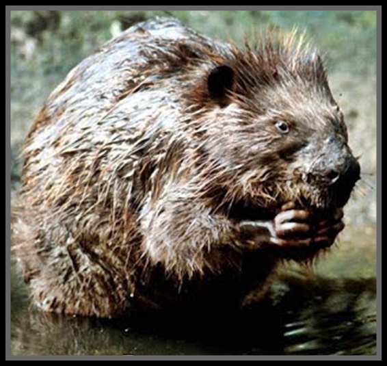 Beszamel i spółka bez ograniczeń: Podrząd Castorimorpha ...