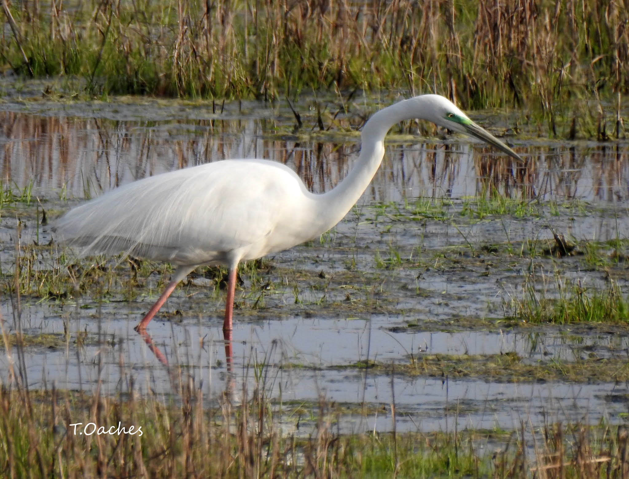 PASARI DIN ROMANIA: EGRETA MARE, Ardea alba