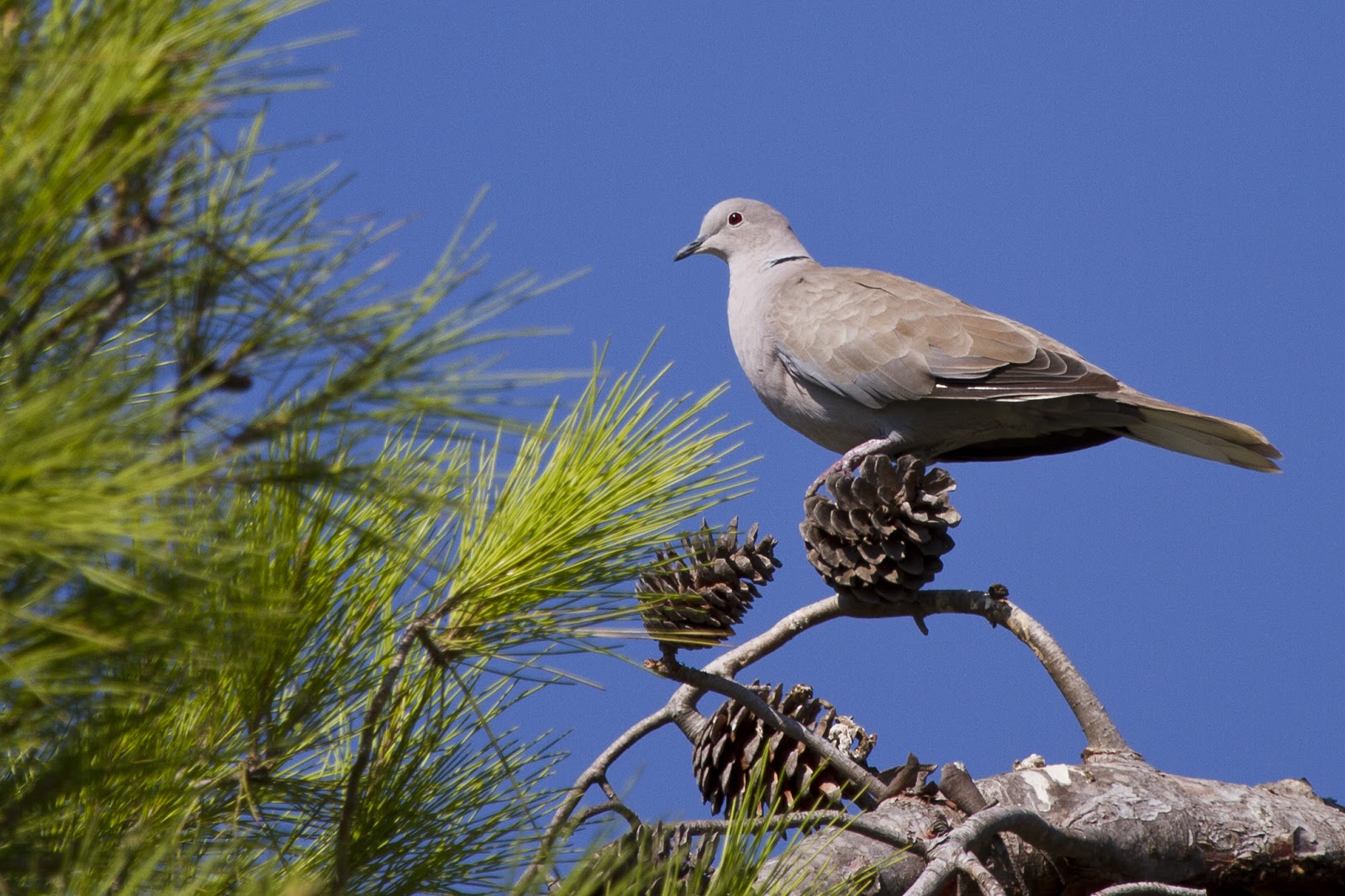 Foto naturalistiche: Tortora dal collare orientale