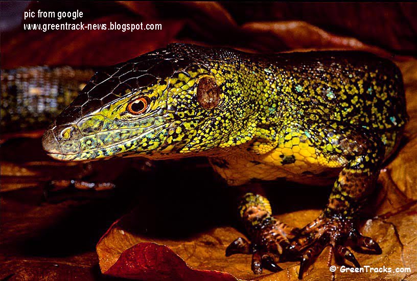 sekilas tentang-teiidae-caiman lizard-tegu lizard-Crocodilurus ...