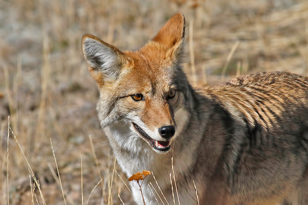 Lost in BIrding: Stag Do…YELLOWSTONE, USA (13 Oct)