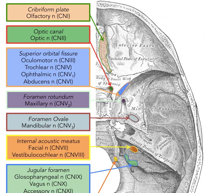 Easyhumanatomy Base Of The Skull All Important Viva Questions easyhumanatomy-base-of-the-skull-all-important-viva-questions