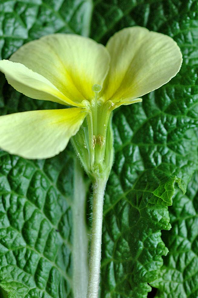 A Digital Botanic Garden: Primrose, Primula vulgaris, Primulaceae