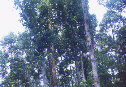 Flora of India: State Trees of India