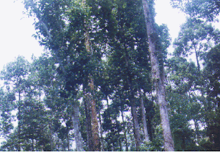Flora of India: State Trees of India