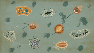 SONU ACADEMY: MICROORGANISMS: FRIIEND AND FOE CBSE CLASS-VIII BIOLOGY