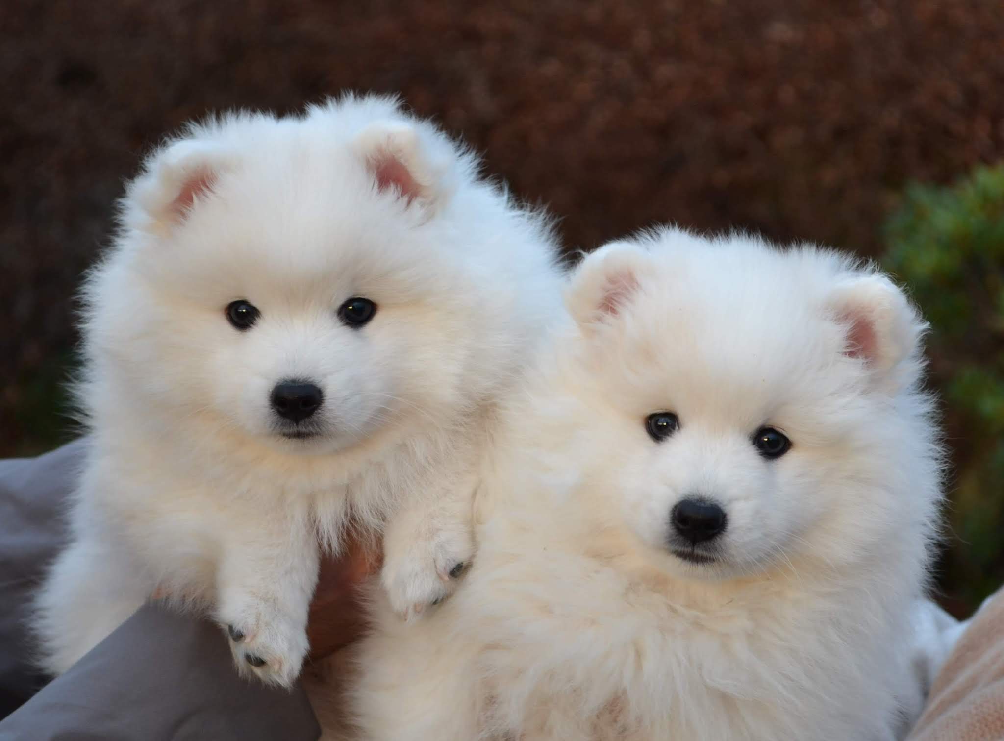 Shigemi Kennel: Gi-kullet (2019)