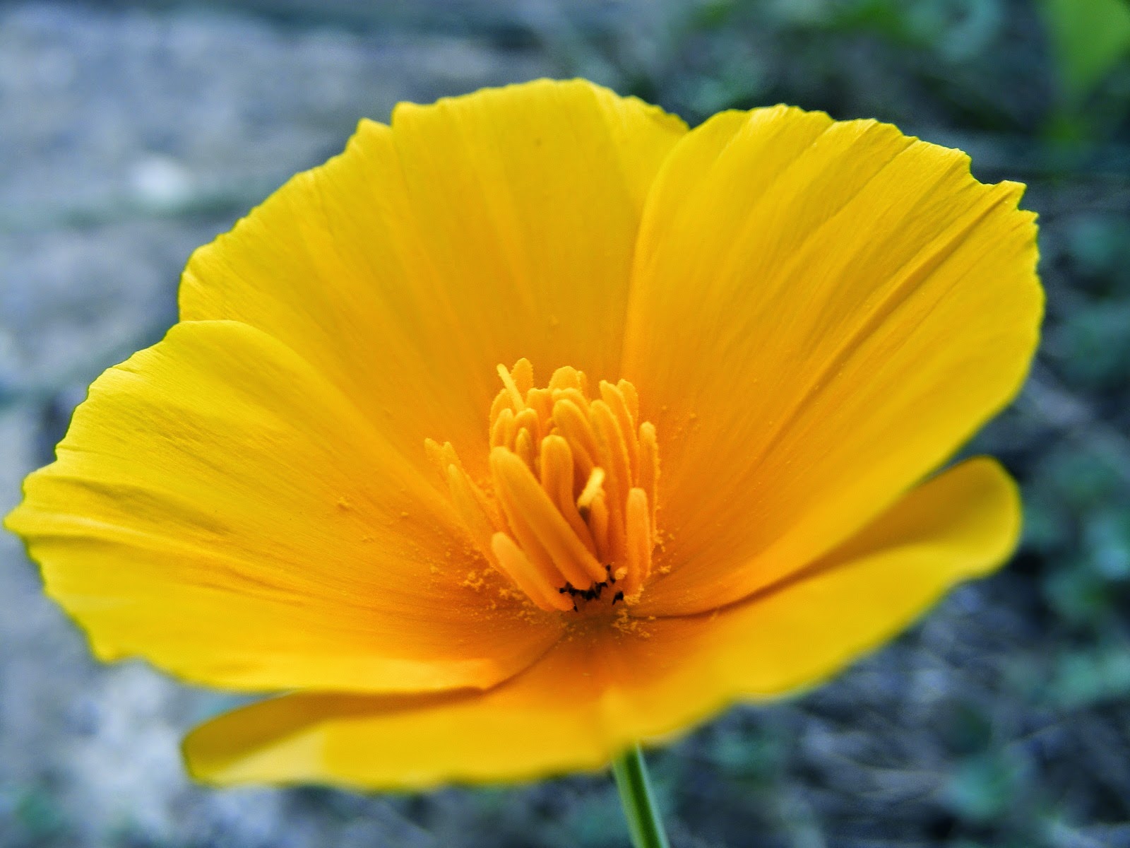 CALIFORNIA POPPY photos - wallpapers (ανανεωμένο) | the fun bank