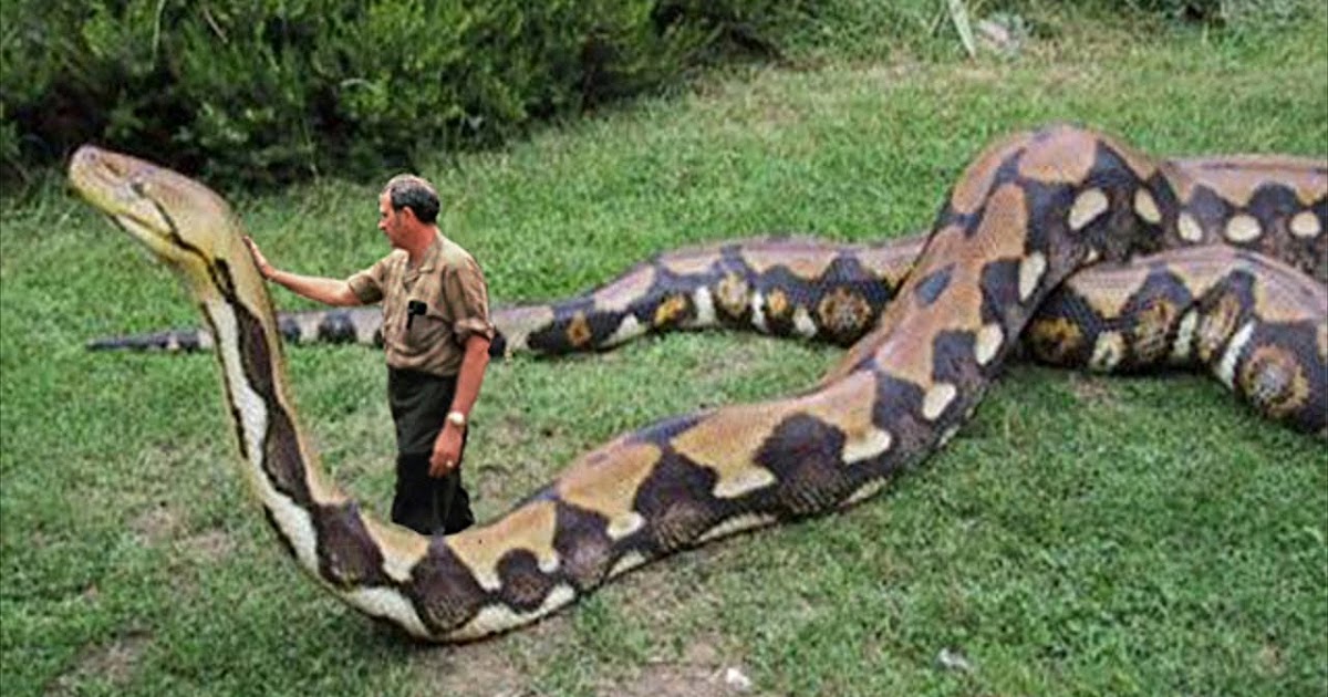 ShukerNature CUTTING A PHONEY MEGA PYTHON DOWN TO SIZE OR EXPOSING ANOTHER FAKE SNAKE shukernature-cutting-a-phoney-mega-python-down-to-size-or-exposing-another-fake-snake