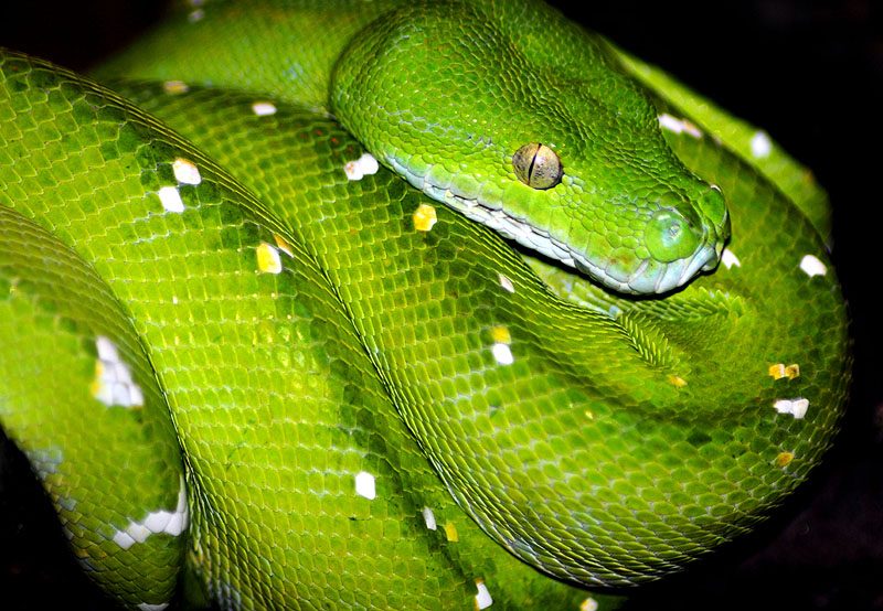 Green Tree Python