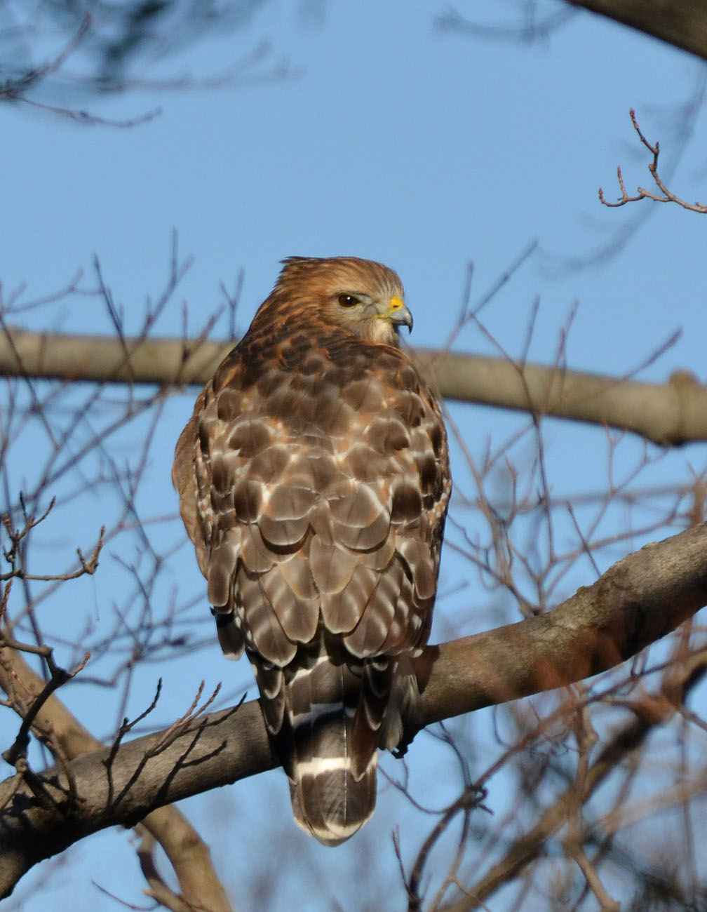 Woods Walks and Wildlife: Red-shouldered Hawk