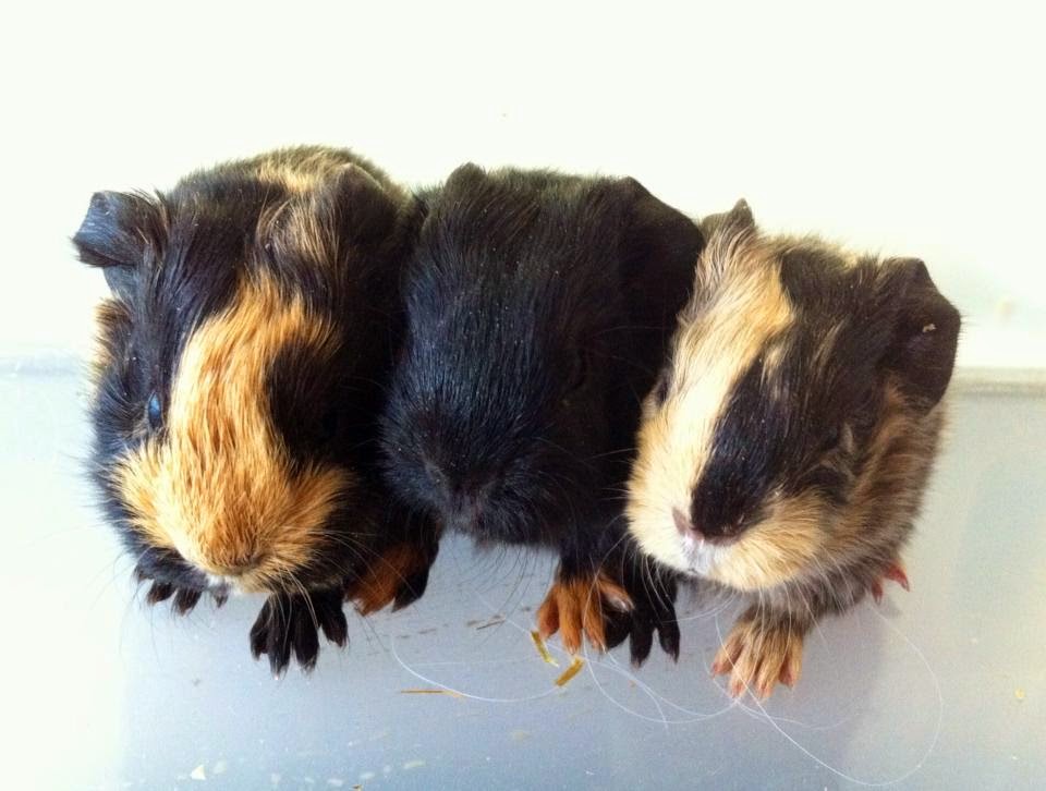 My Cavy Kingdom: All the Colours of the Rainbow