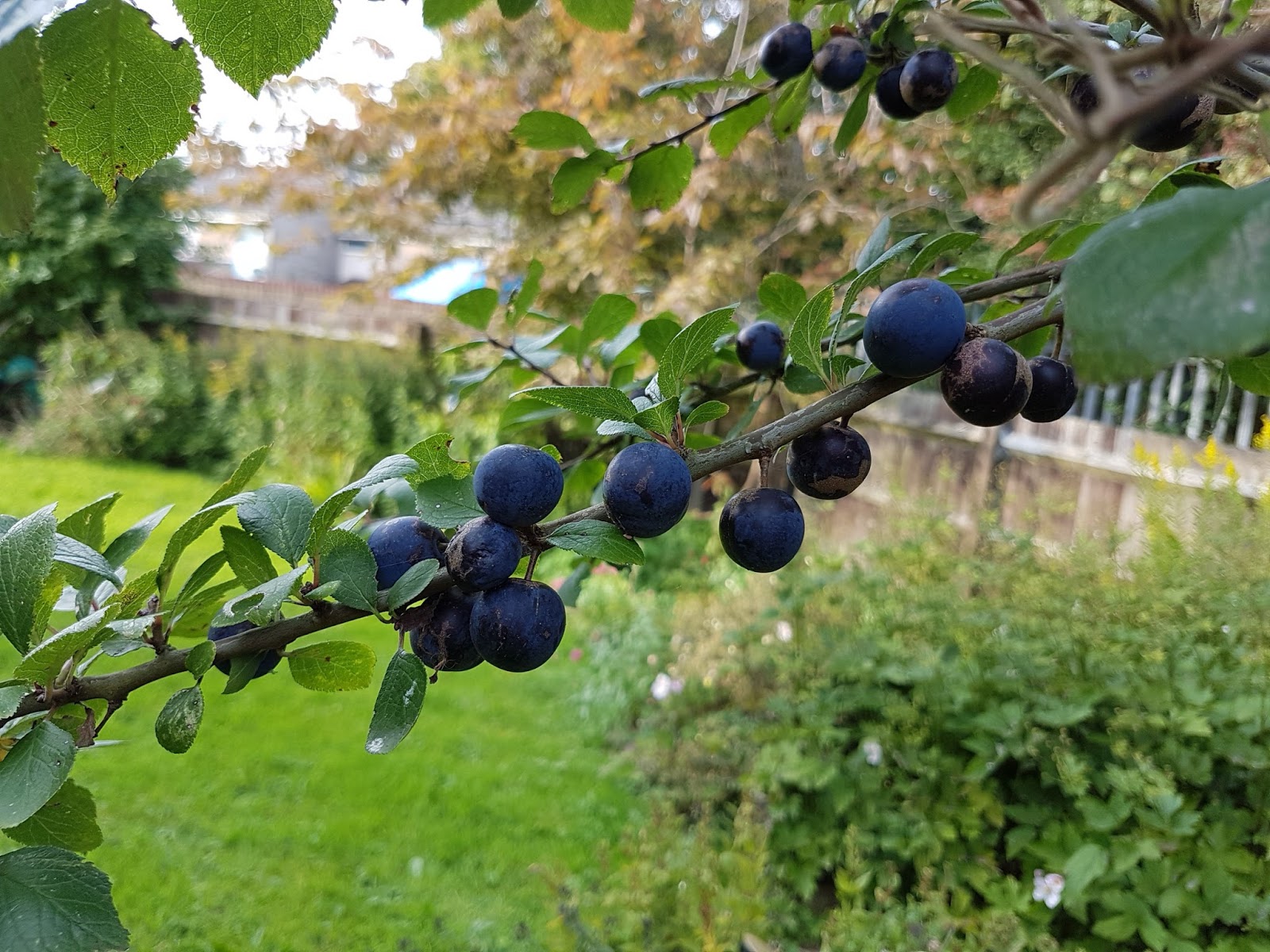 Michael Peverett: Bullaces