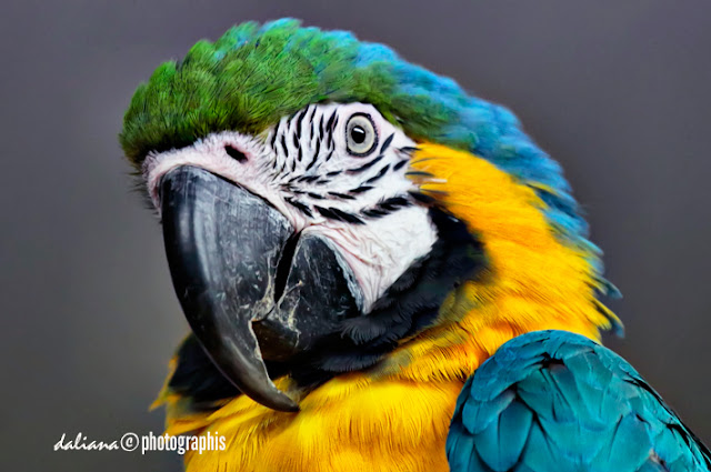 Photographis: The Parrot