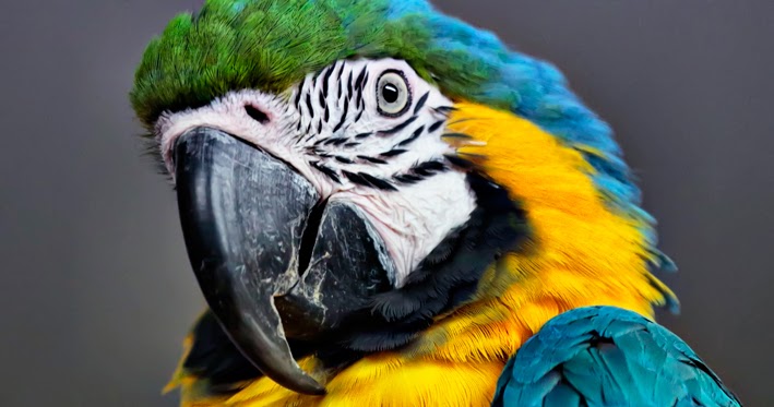 Photographis: The Parrot