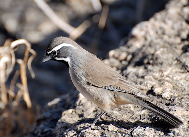 Birding Is Fun!: Black-throated Sparrow