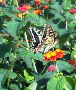 Butterflies In Malta | safifields-Billboard