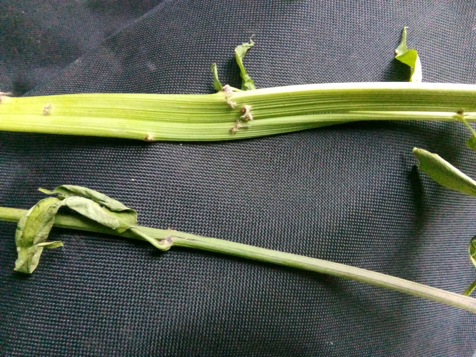 Rachel the Gardener: Fasciation: it's fascinating!