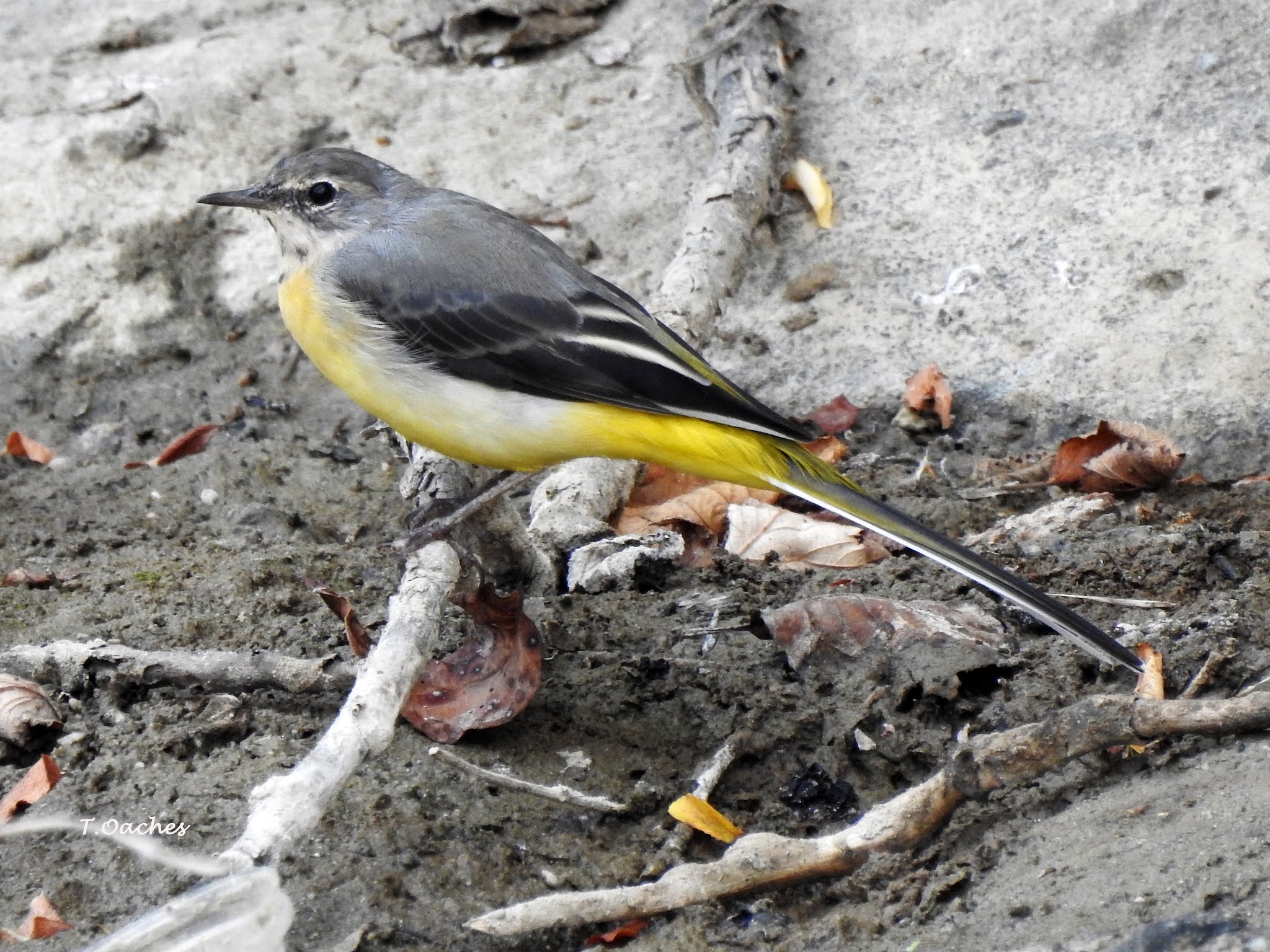 PASARI DIN ROMANIA: CODOBATURA DE MUNTE, Motacilla cinerea