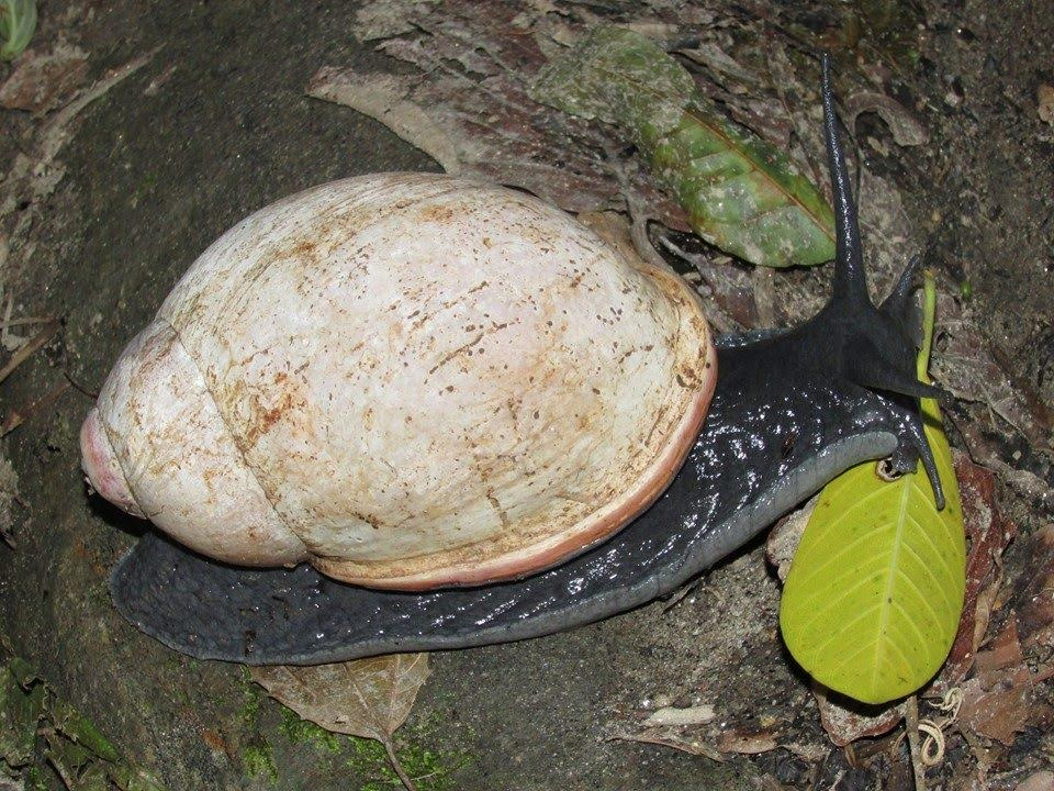 Frade Online: Aruá do Mato, especie em extinção. Fauna da Mata ...