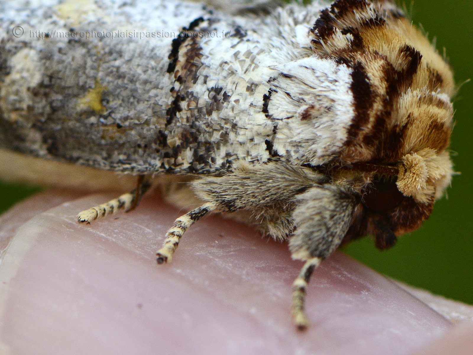 Macrophoto plaisir passion: La Bucéphale, Phalera bucephala
