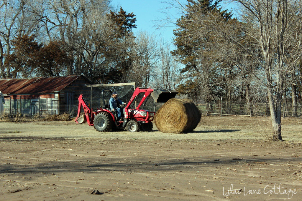.Lilac Lane Cottage: Early February On The Farm