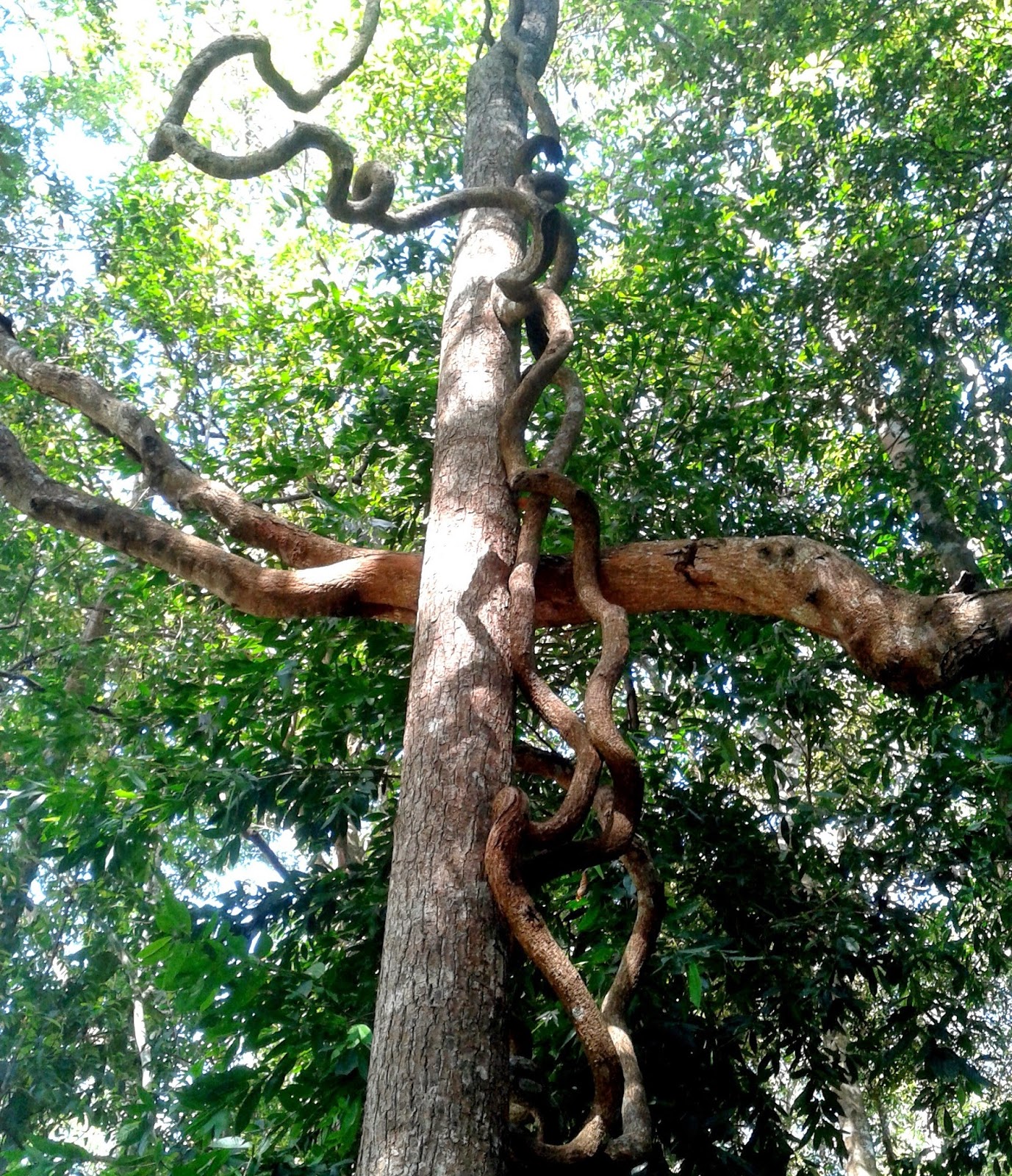 pokokkayu@gmail.com: Entada spiralis (Sintok)