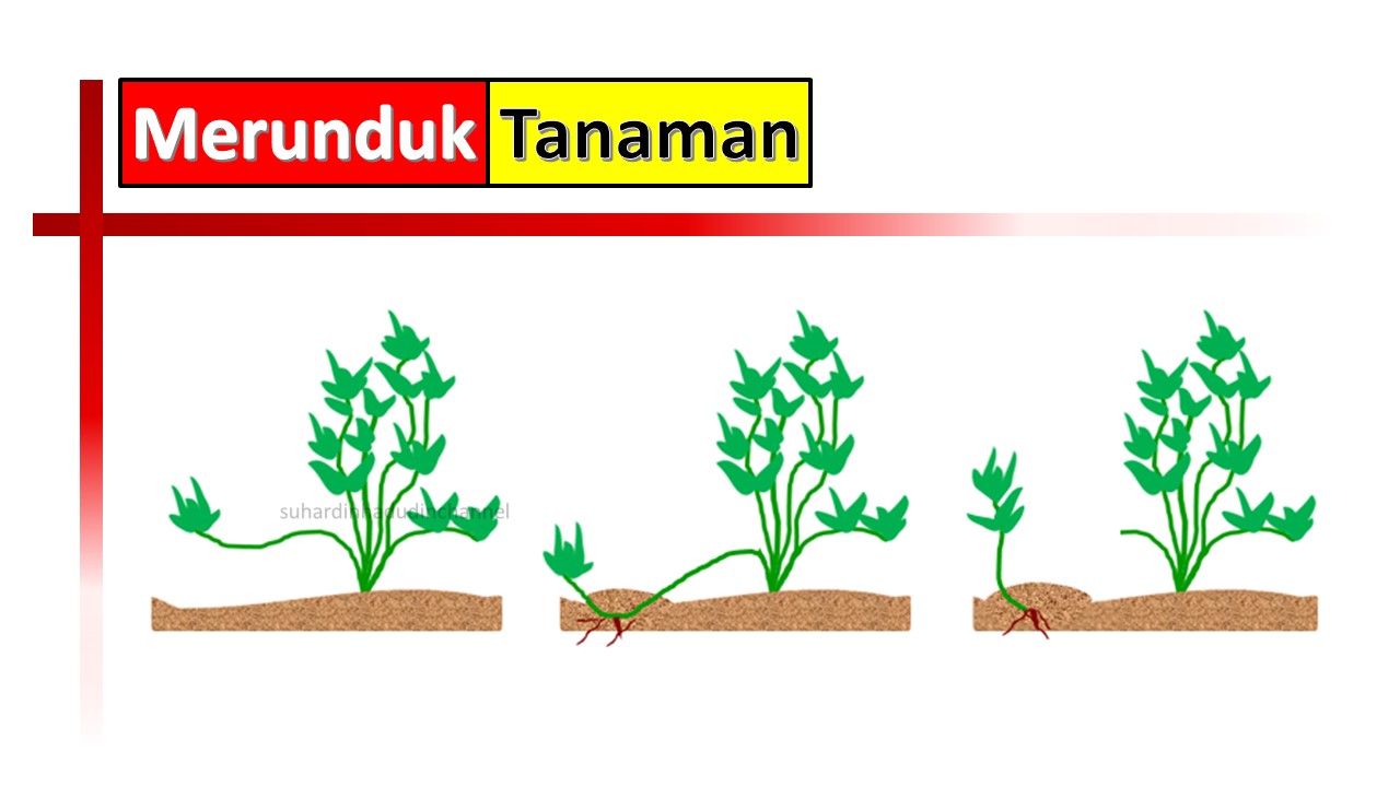 Kreativitasku (suhardin anak wayong): PERKEMBANGBIAKAN ASEKSUAL BUATAN ...