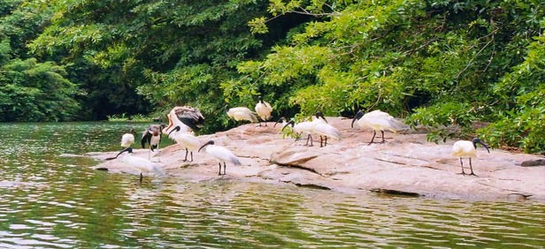 Munnar Holidays: THATTEKADU BIRD SANCTUARY - MUNNAR