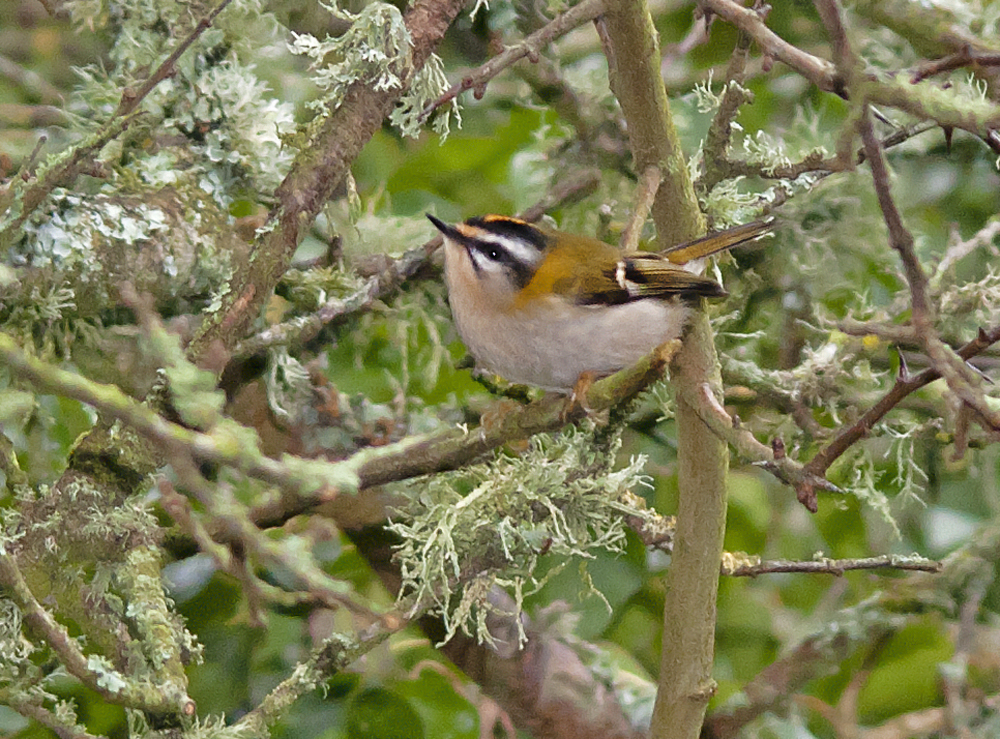 Gower Wildlife: Firecrest